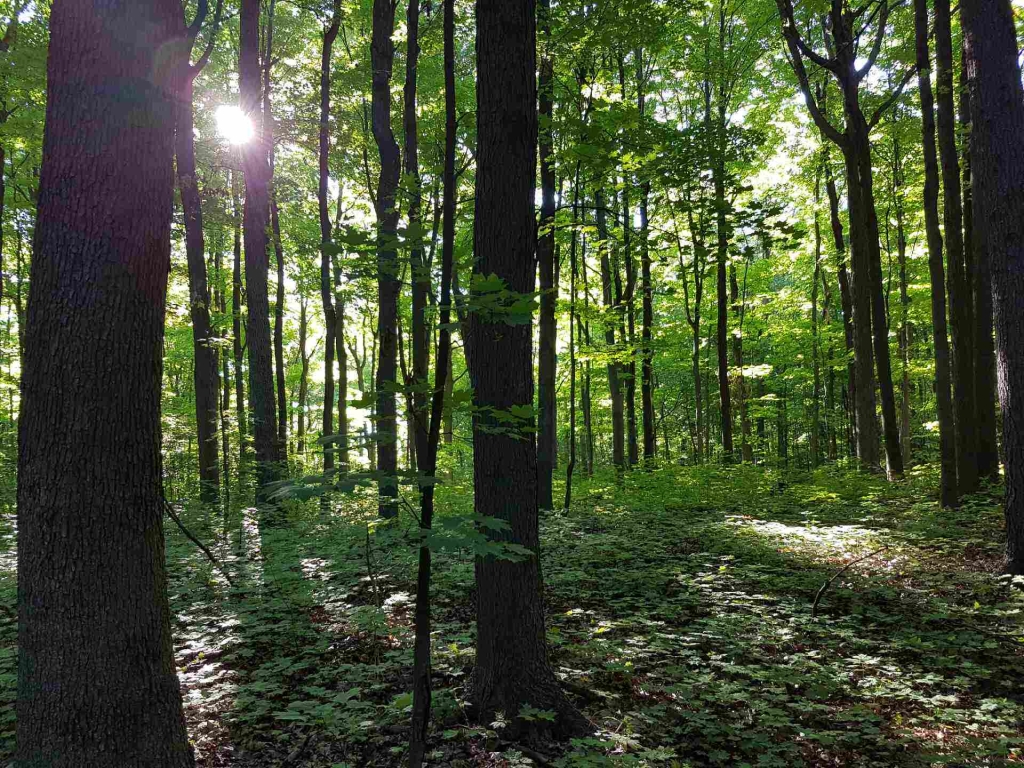 Heightening The Senses – Ralph Robb